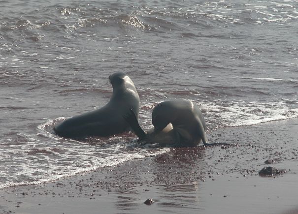 Sea Lion Facts Animal Facts Encyclopedia sea-lion-facts-animal-facts-encyclopedia