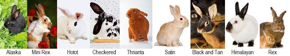 Rabbit Facts - Animal Facts Encyclopedia