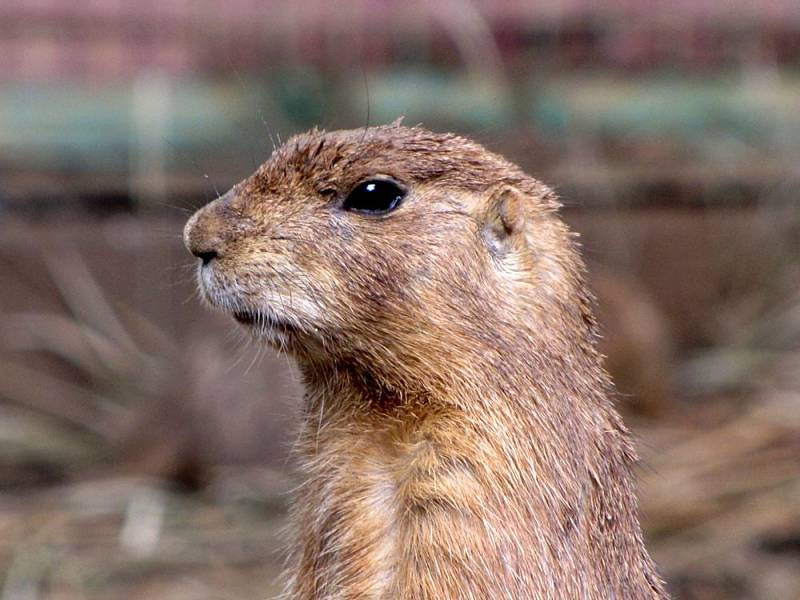 Groundhog Facts - Animal Facts Encyclopedia