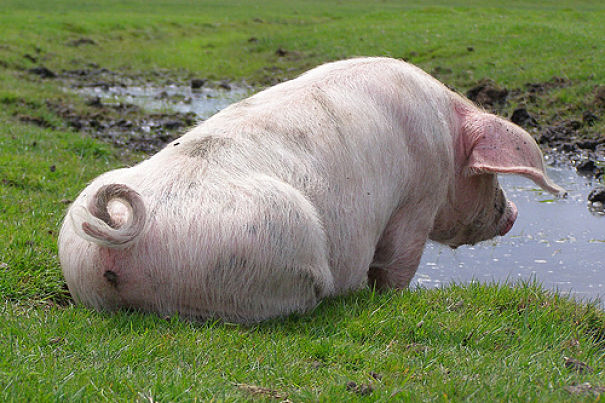 Pig Facts - Animal Facts Encyclopedia