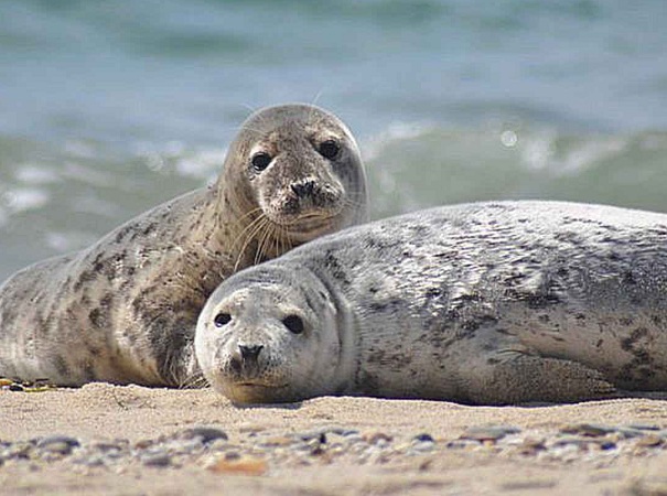 Endangered Seals