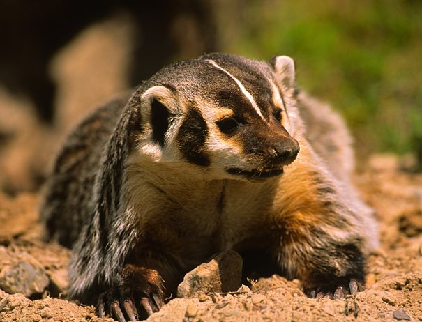 Badger Facts - Animal Facts Encyclopedia