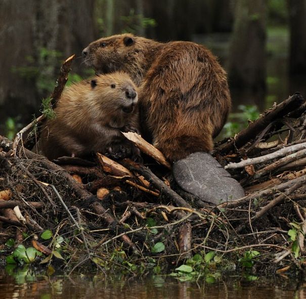 Beaver Facts - Animal Facts Encyclopedia