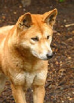 Dingo Facts - Animal Facts Encyclopedia