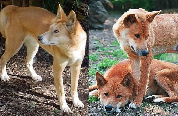 Dingo Facts - Animal Facts Encyclopedia