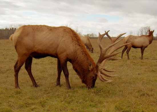Elk Facts Animal Facts Encyclopedia Elk Facts | Wildlife, Animal ...