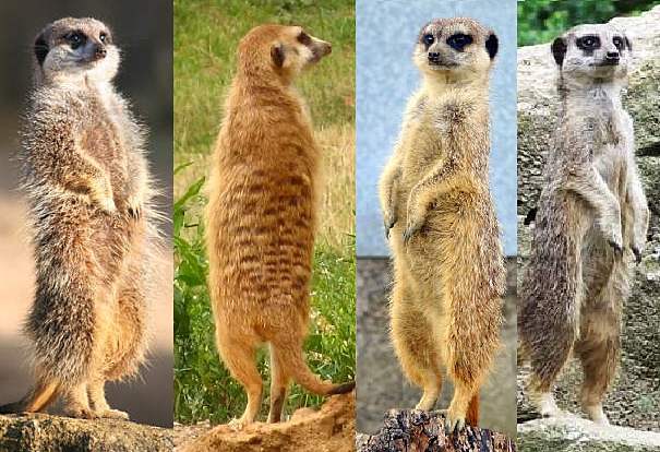Meerkat Facts - Animal Facts Encyclopedia