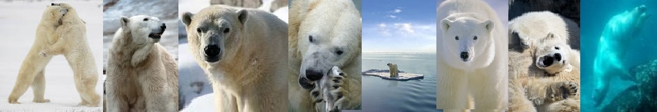 All Information About Polar Bears