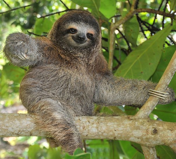 Sloth Facts - Animal Facts Encyclopedia