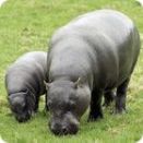 Animal Facts Encyclopedia