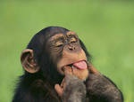 Great Apes Facts - Animal Facts Encyclopedia