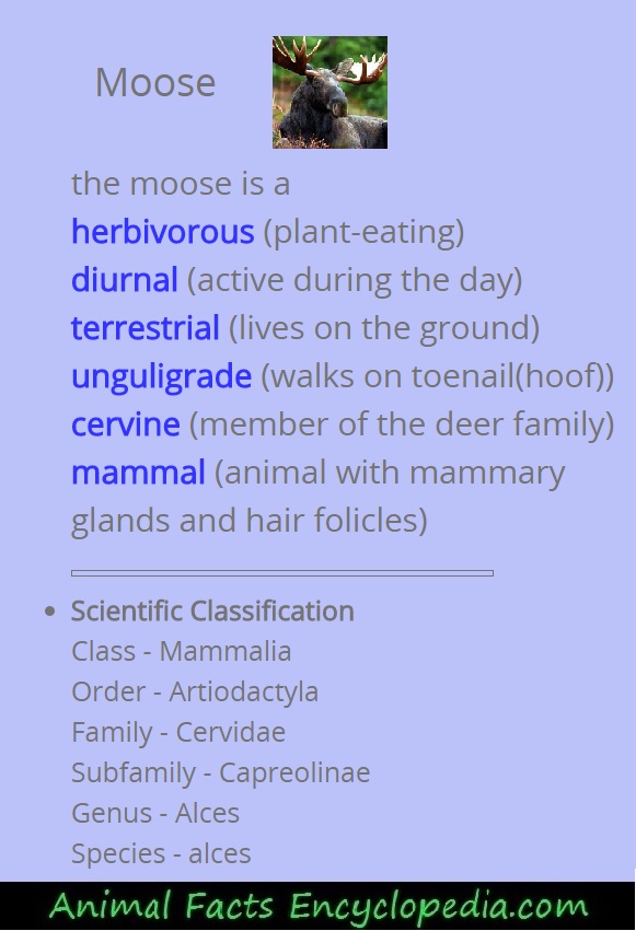 Moose Facts - Animal Facts Encyclopedia