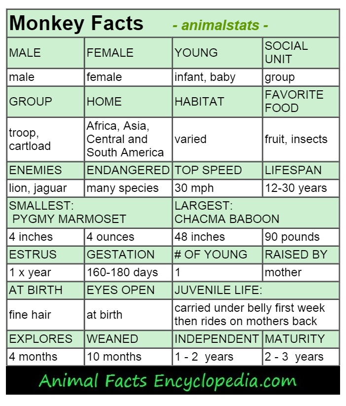 Howler Monkey Diet Facts And Statistics - downloadsgala