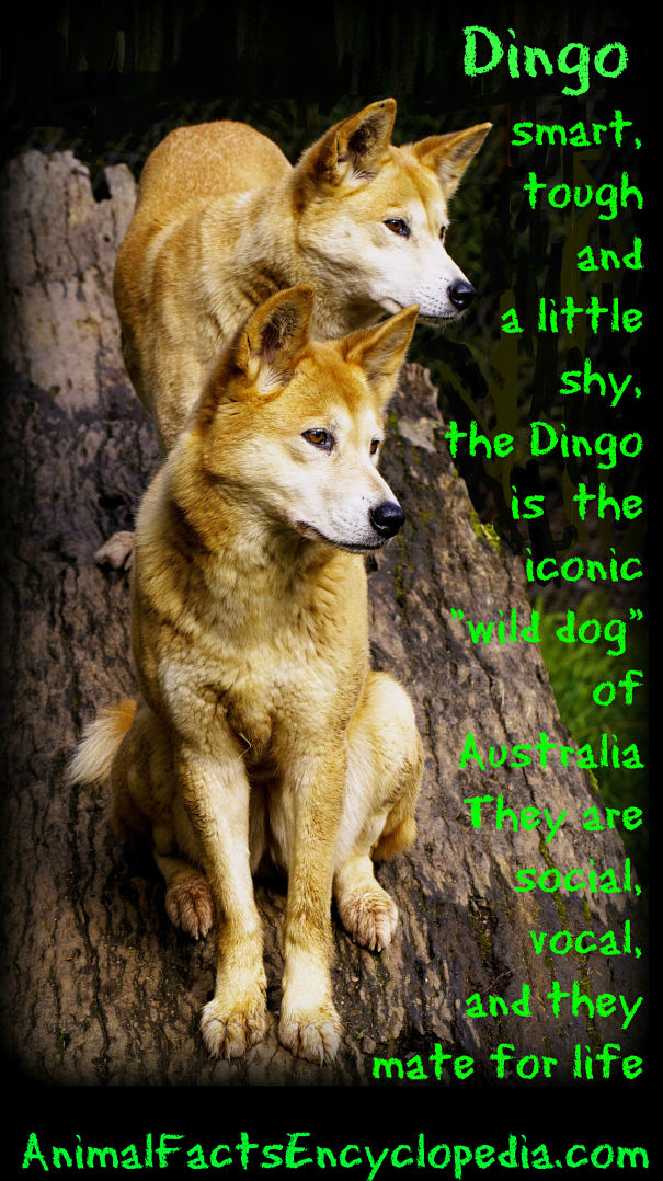Dingo Facts - Animal Facts Encyclopedia