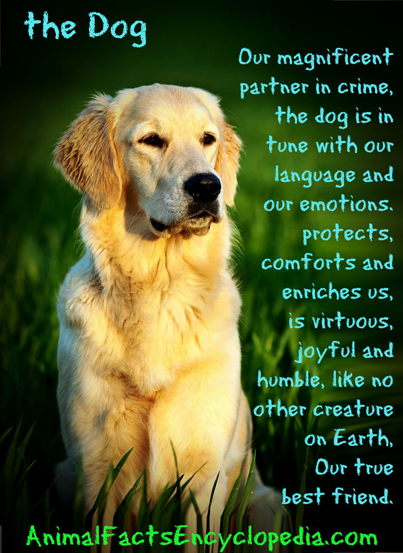 All About Dogs - Animal Facts Encyclopedia