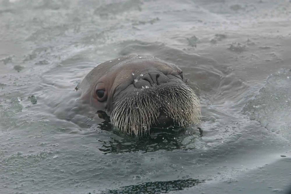 Walrus Facts - Animal Facts Encyclopedia