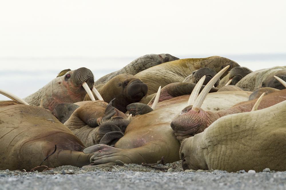 Walrus Facts - Animal Facts Encyclopedia