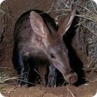 Animal Facts Encyclopedia