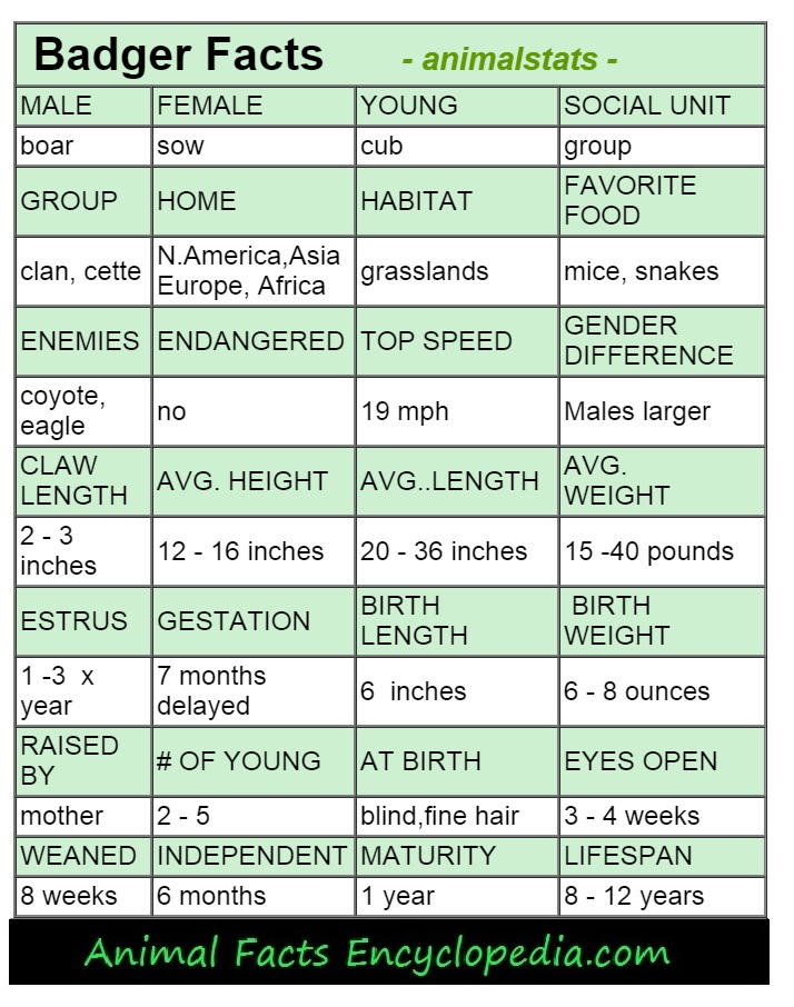 Badger Facts - Animal Facts Encyclopedia