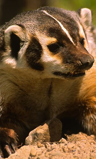 Badger Facts - Animal Facts Encyclopedia