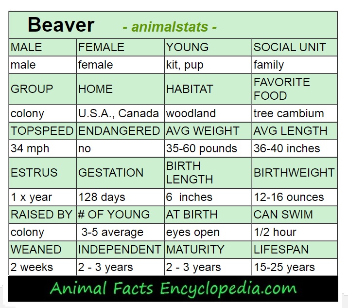 Beaver Facts - Animal Facts Encyclopedia