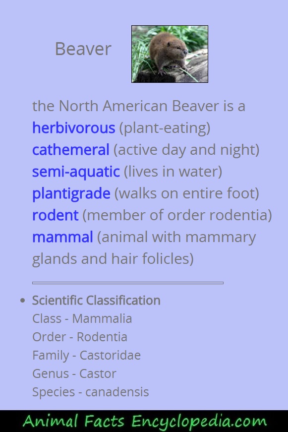 Beaver Facts - Animal Facts Encyclopedia