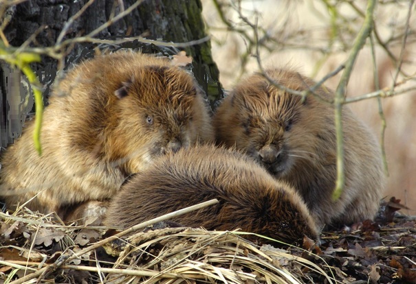 Beaver Facts - Animal Facts Encyclopedia