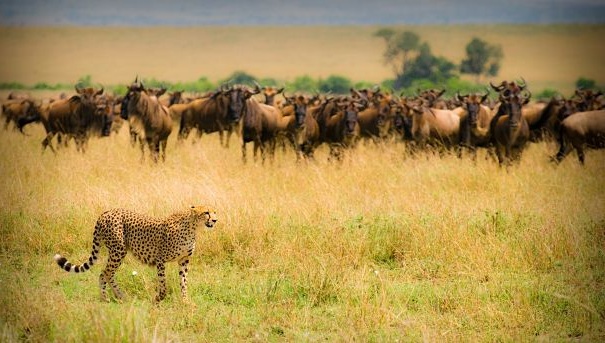 Cheetah Facts - Animal Facts Encyclopedia