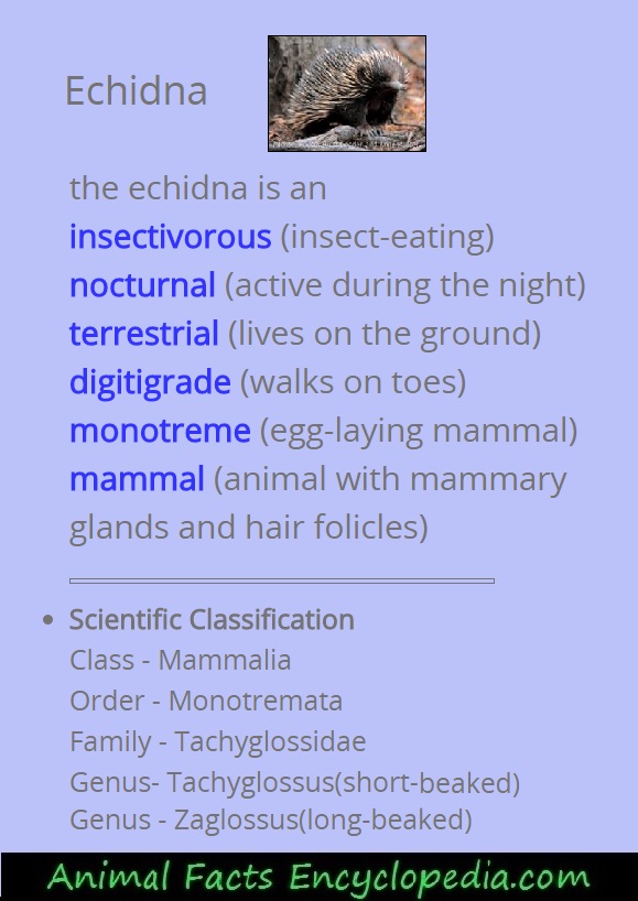 Echidna Facts - Animal Facts Encyclopedia
