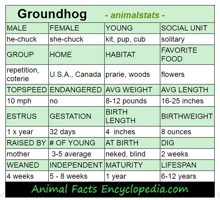 Groundhog Facts - Animal Facts Encyclopedia