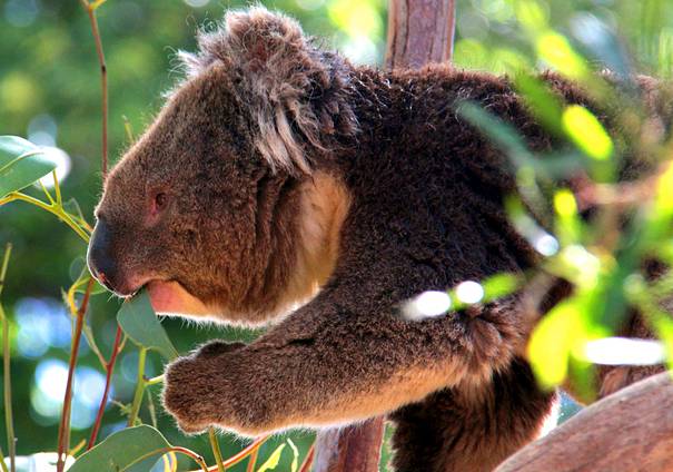 Koala Bear Facts - Animal Facts Encyclopedia