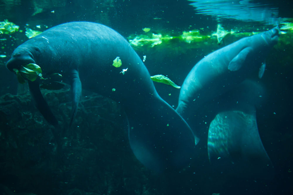 manatee facts, manatee information, seacow facts