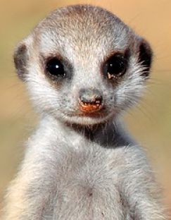 Meerkat Babies - Animal Facts Encyclopedia