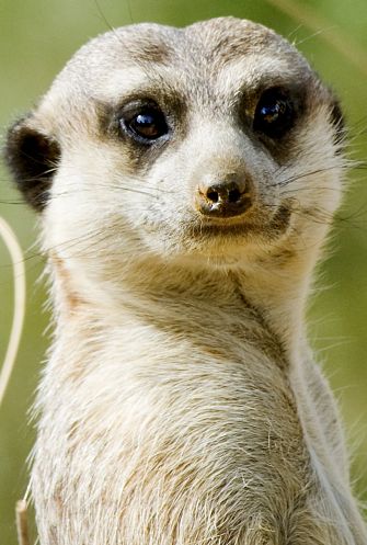 Meerkat Facts - Animal Facts Encyclopedia