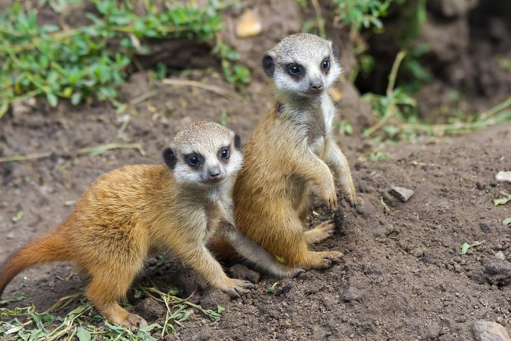 Meerkat Babies - Animal Facts Encyclopedia
