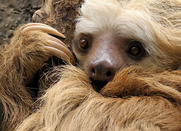 Sloth Facts - Animal Facts Encyclopedia