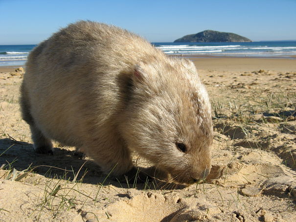 Wombat Facts - Animal Facts Encyclopedia