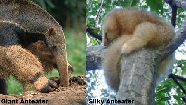 Anteater Silky Woolly Bear Caterpillar