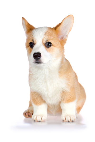 Corgi Full Grown