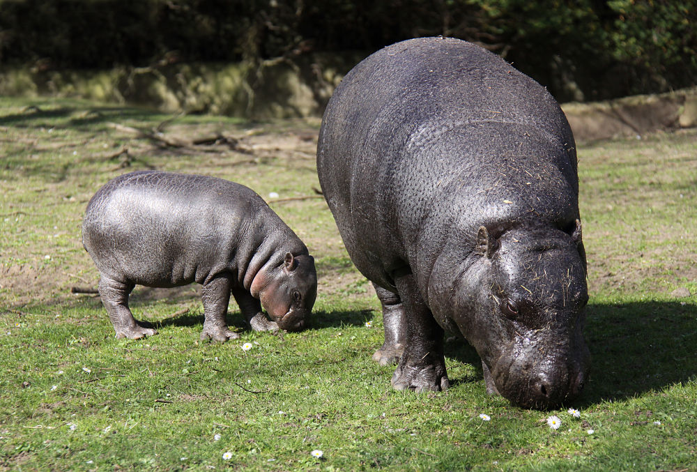 Pygmy Hippo Vs Regular Hippo
