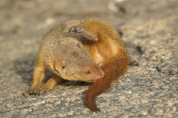 Mongoose Eating A King Cobra